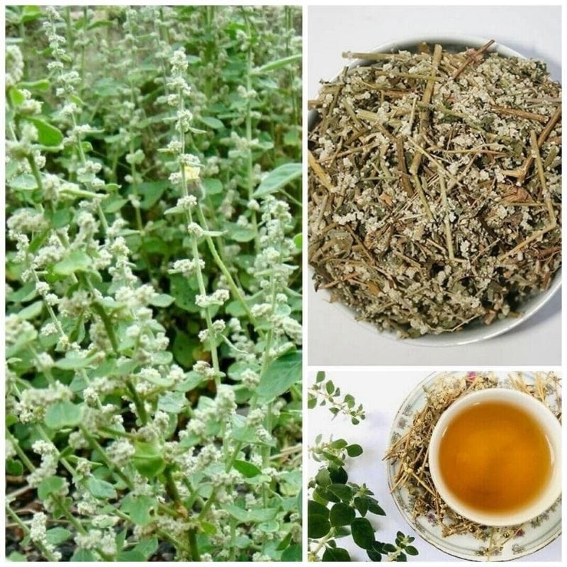 Powerful Sun-Dried Mountain Knotgrass 70g | THIMA Ceylon Herbal Tea ...
