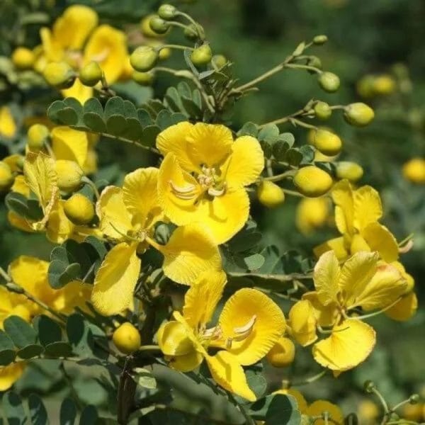 Premium THIMA Ceylon Sun-Dried Senna Auriculata Flowers (Ranawara) 70g ...