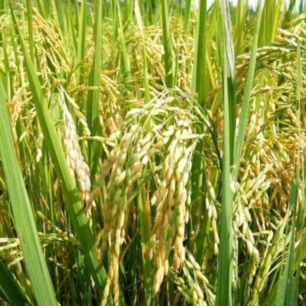 Premium THIMA Ceylon Kalu Heenati Traditional Rice 900g (2lb ...