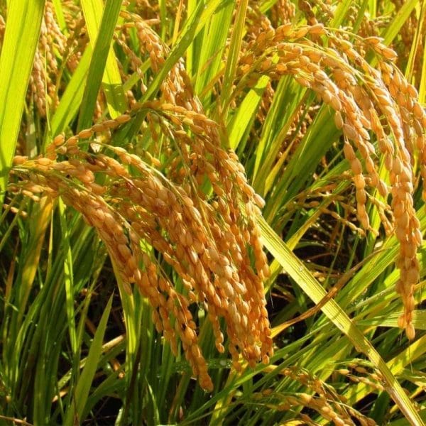 Premium THIMA Ceylon Ma Wee Traditional Rice 900g (2lb) - Authentic ...