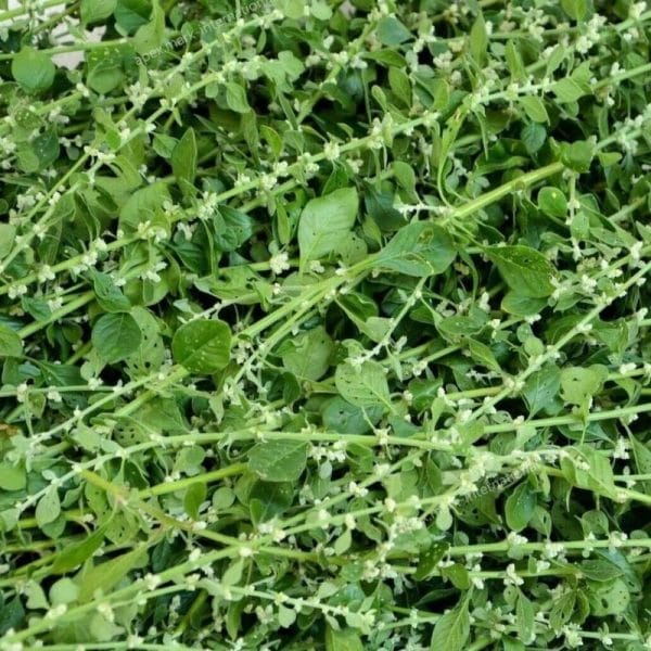 Powerful Sun-Dried Mountain Knotgrass 70g | THIMA Ceylon Herbal Tea ...