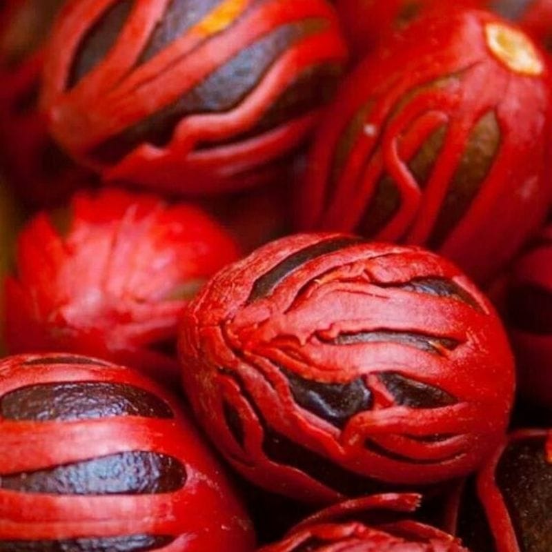 THIMA Ceylon Premium Sun-Dried Mace Spices (Wasawasi) 70g - 100% ...